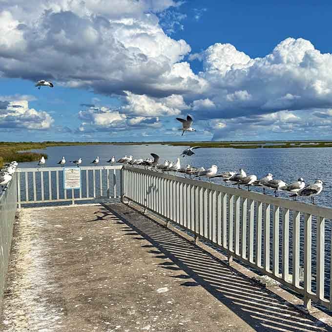 Seabirds gather like they're attending the world's most exclusive waterfront social club meeting today.