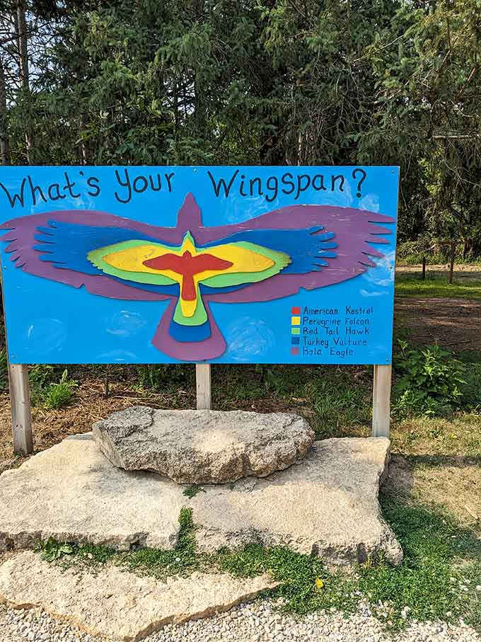 Test your wingspan knowledge and discover you're roughly the size of a confused pigeon.