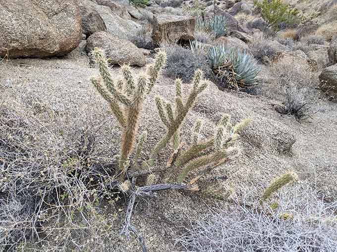 Desert flora stands resilient, thriving where most houseplants would surrender within minutes of arrival.
