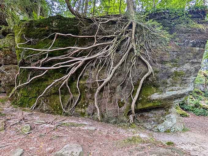 Tree roots grip ancient stone like nature's own climbing ropes, demonstrating persistence that puts your gym membership to shame.