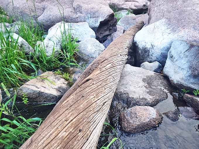 Even the fallen logs here have character, weathered into sculptures that belong in a modern art museum.