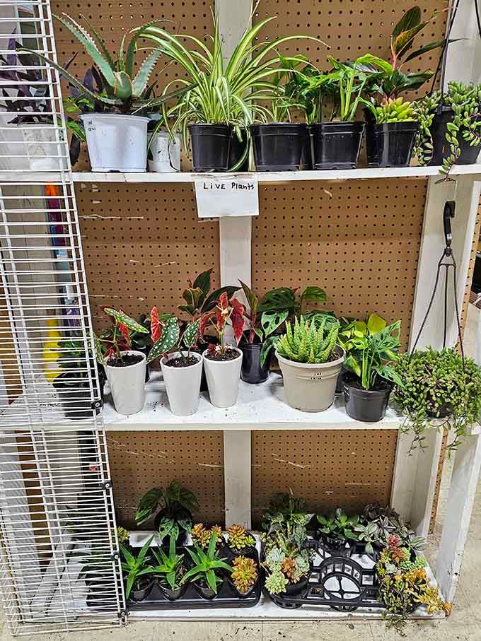 Live plants bringing life to the market, because even bargain hunters need a little greenery at home.