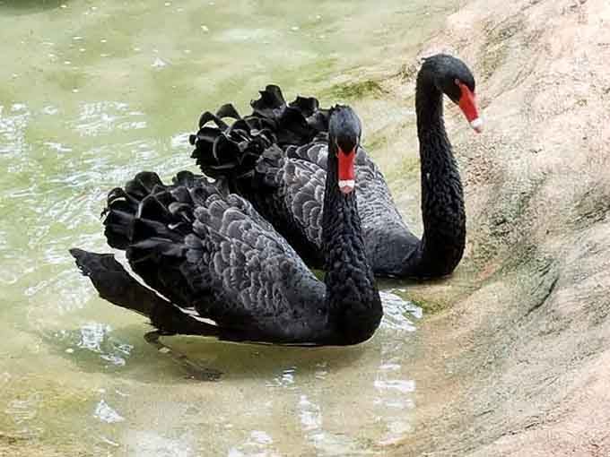 Black swans gliding elegantly, making every other bird look like they're trying way too hard to impress.