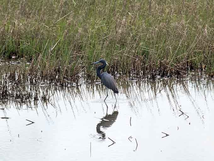The little blue heron wades through reflections, proving patience really is a virtue when breakfast is swimming below you.