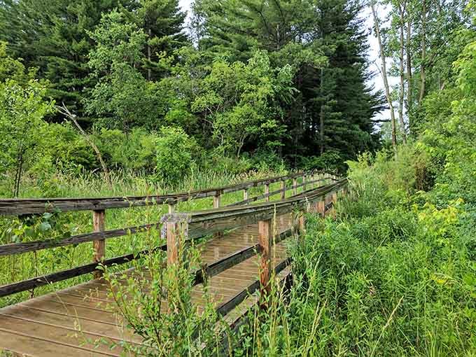 A wooden boardwalk winds through nature, offering views that don't require filters, hashtags, or influencer-level photography skills.