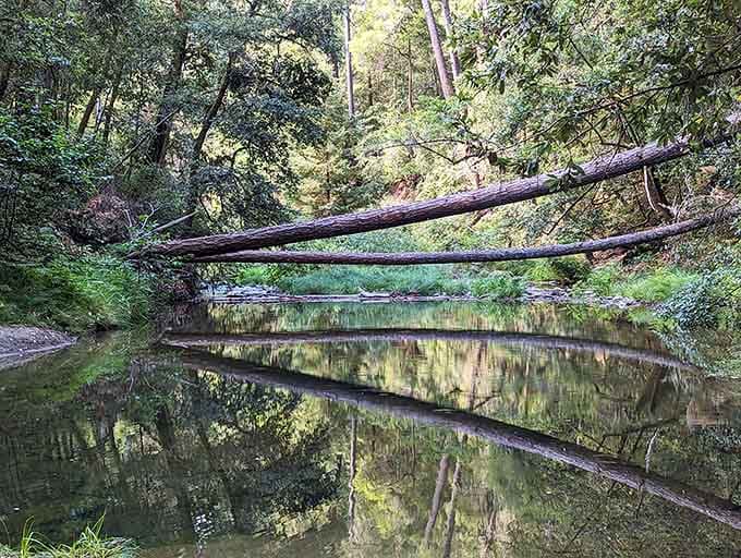 Peters Creek provides the soundtrack, a gentle babbling that beats any meditation app you've downloaded lately.