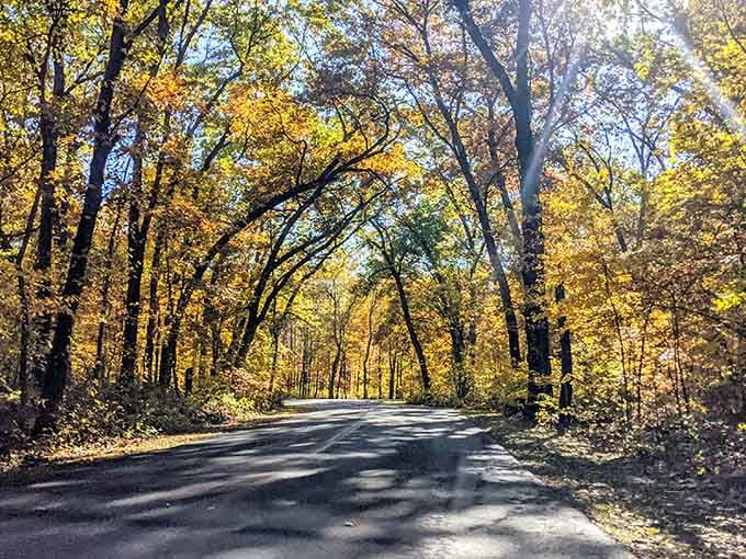 This golden canopy transforms an ordinary drive into something that makes you actually want to slow down and savor the moment.