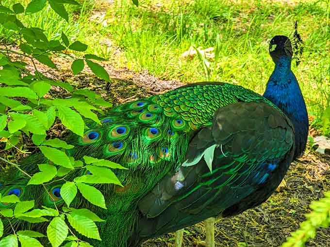 This stunning peacock struts around like he owns the place, and honestly, with those feathers, he's earned the attitude.