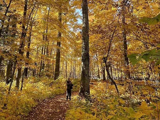 Golden autumn forests make you understand why people write poetry about fall, even if you're not the poetic type.