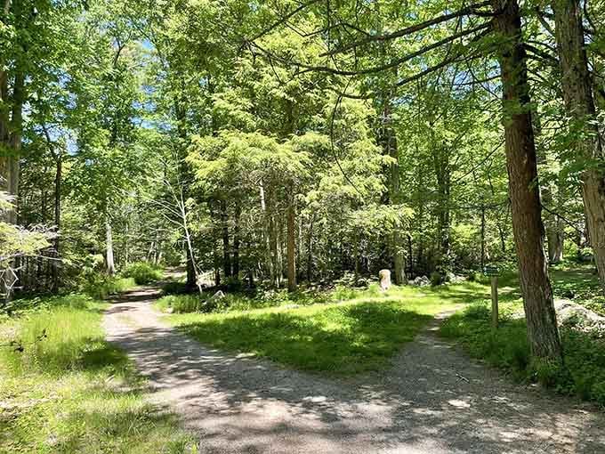 Two paths diverge in these woods, and honestly, both look pretty fantastic for your next adventure.