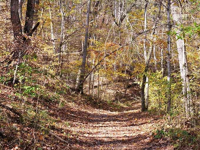 A trail carpeted in leaves, because nature believes in rolling out the red, gold carpet.