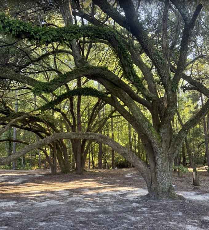 This magnificent oak spreads its limbs like a grandmother opening her arms for the world's best hug, only woodier.