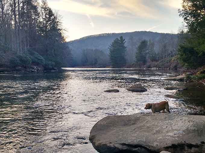 Your dog will think this riverside moment is better than any treat you've ever given them.