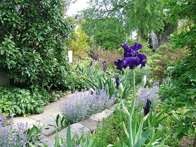 Deep purple irises stand tall like royalty, demanding attention and absolutely getting it from every passing visitor.