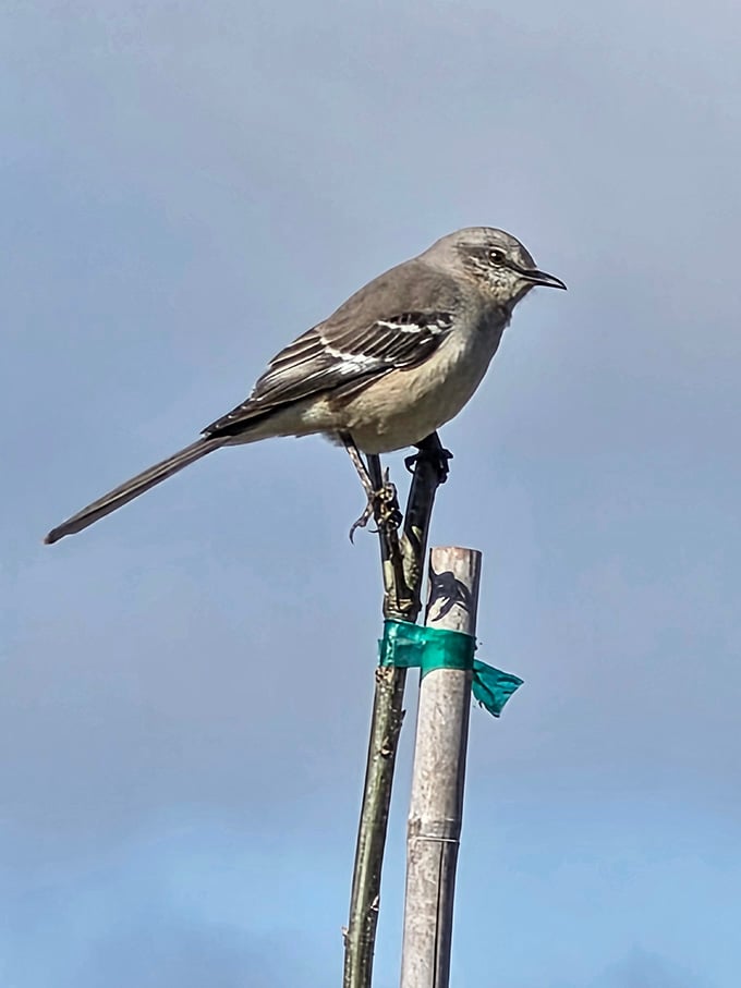 A Northern Mockingbird surveys its kingdom from a pole, probably planning its next impressive vocal performance for lucky visitors.