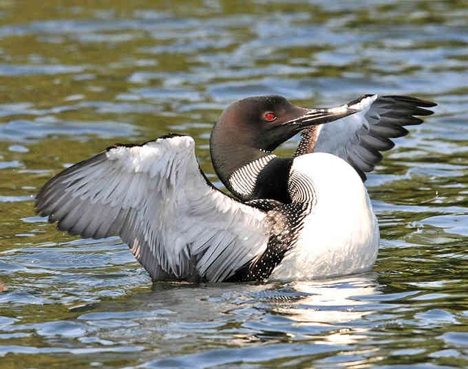A common loon preening in golden light, looking more elegant than any ballet dancer you've ever seen perform.