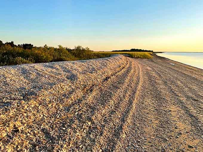 The distinctive shell-and-fossil beach stretches endlessly, promising discoveries around every bend and tide change.