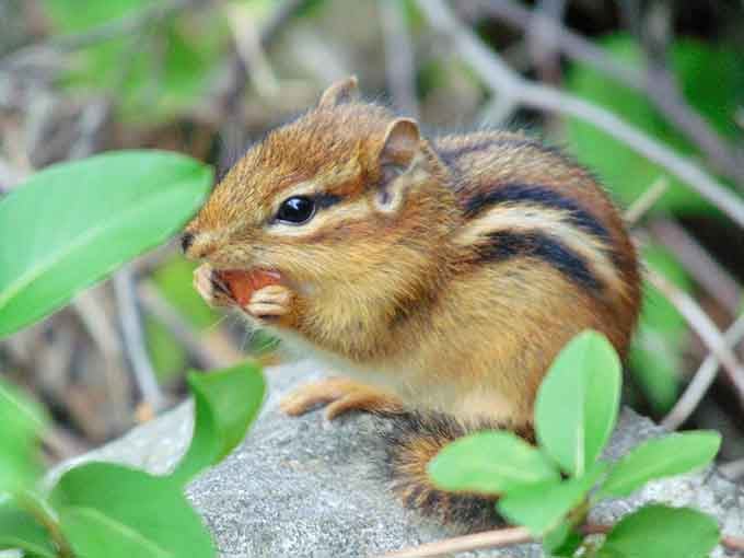 Even the chipmunks here seem to know they've got it made in this peaceful lakeside paradise.