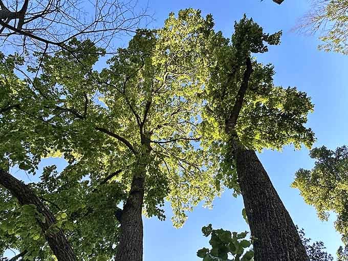 Looking up through these towering trees reminds you that some things are worth craning your neck for.