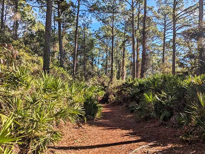 Morning sunlight filtering through palmettos creates shadows that dance better than most wedding guests.