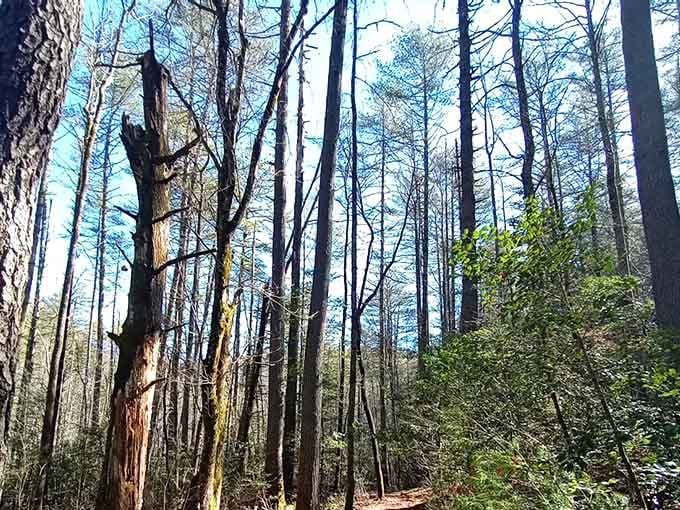 Towering trees reach skyward, creating a natural cathedral that puts any man-made structure to shame.