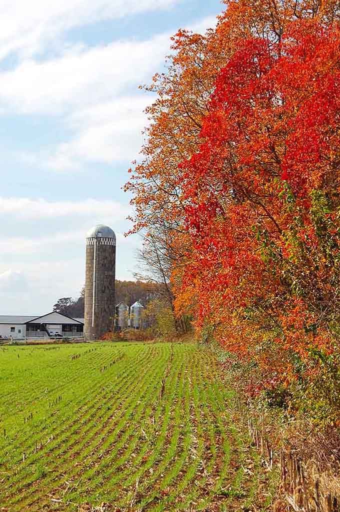 Autumn colors exploding like nature decided to show off before winter arrives with its usual attitude.