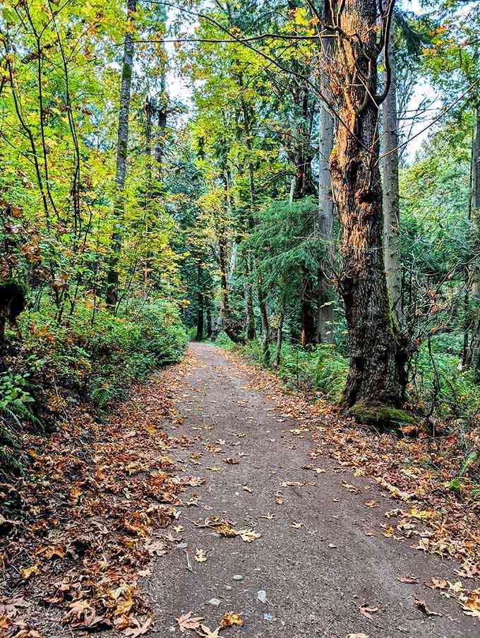 Forest paths carpeted in fallen leaves lead adventurers through scenes that belong on a postcard or your new desktop.