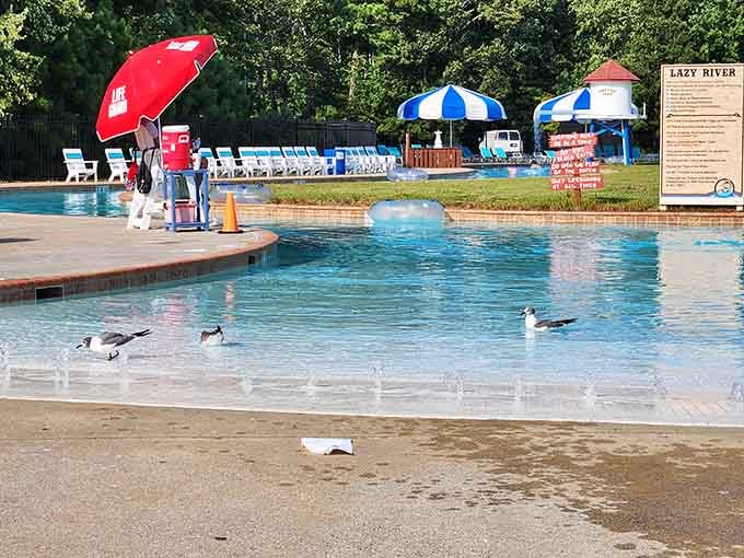 Even the local birds know where to find the best poolside real estate on a hot summer day.