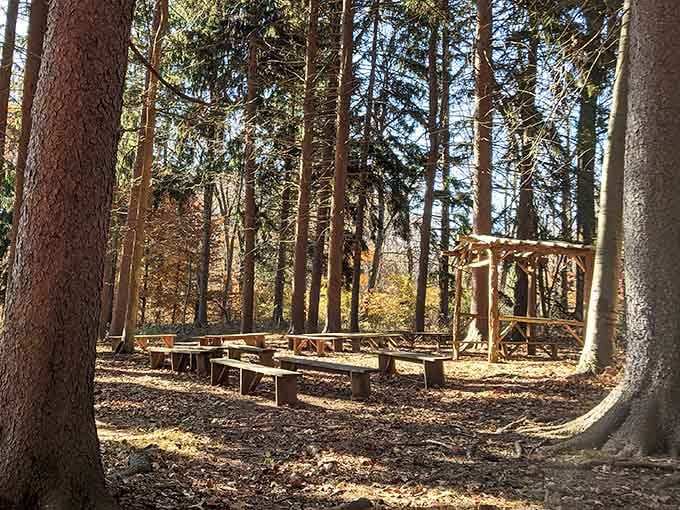 Outdoor gathering spots in the woods prove people once socialized here without needing WiFi or smartphones.
