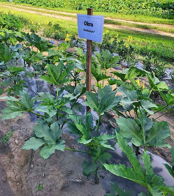 Okra growing strong in Connecticut soil, because apparently someone decided our state needed a little Southern agricultural flair too.