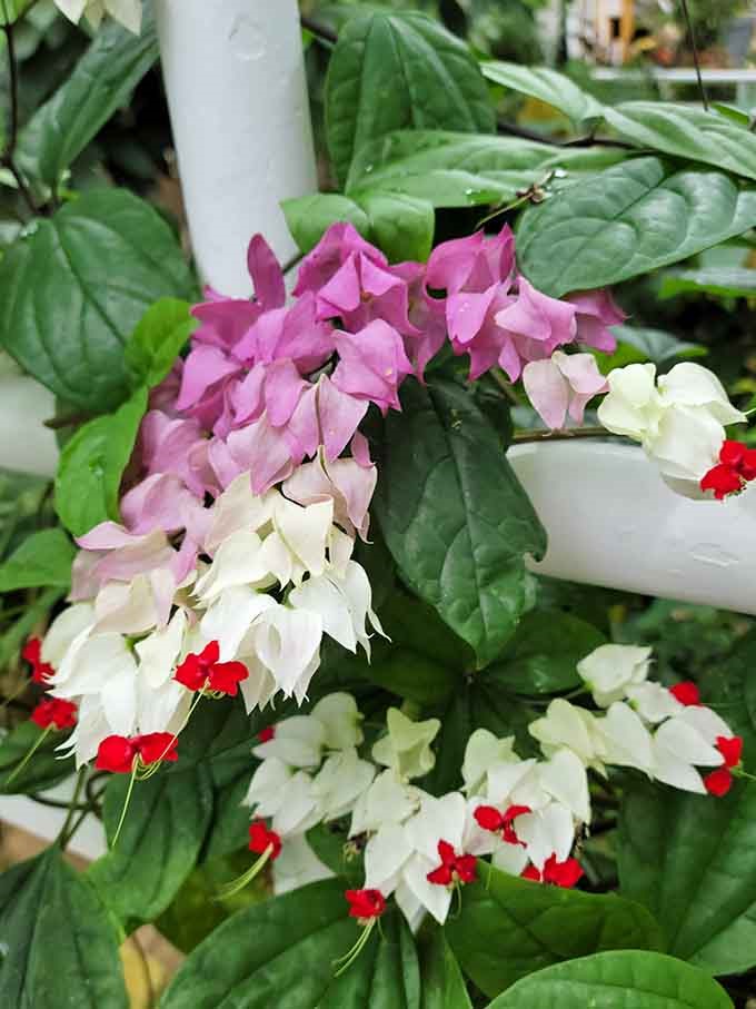 Pink, white, and red blooms clustered together like they're attending the world's most colorful garden party ever thrown.