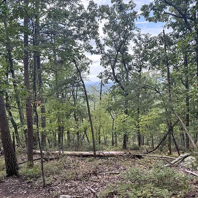 The forest path winds through trees that have been perfecting their shade game for decades.