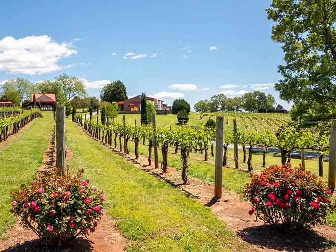 Overmountain Vineyards proves North Carolina wine country deserves serious respect, one beautiful row of grapes at a time.