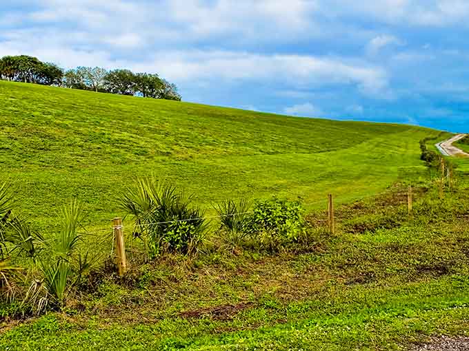 Native palmettos frame slopes so lush and green, you'll swear someone airlifted the Scottish Highlands to Broward County.