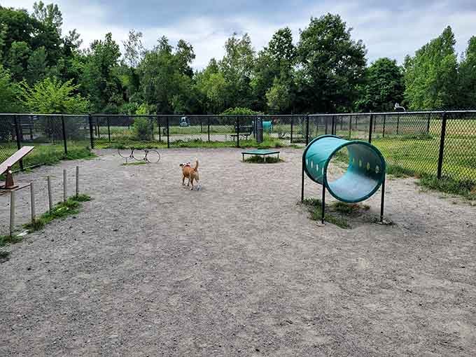 Even the dogs get their own park in Waltham, complete with tunnels for maximum canine entertainment.