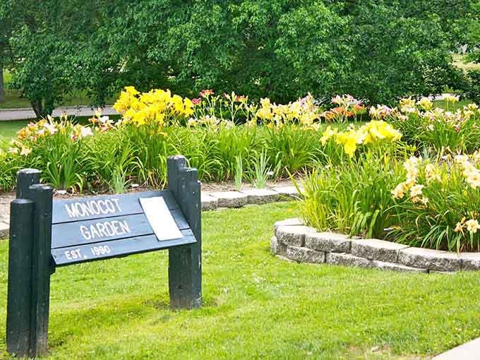 The Monocot Garden bursts with daylilies and irises, nature's way of showing off without being too obnoxious.