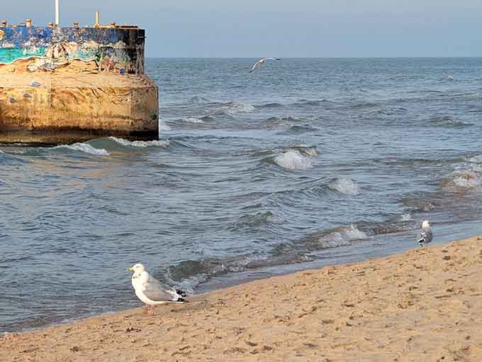 Even the seagulls know a good beach when they see one, claiming their spot by the water's edge.