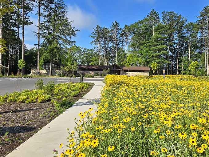 Yellow wildflowers blanket the landscape like nature decided to throw its own welcome party.