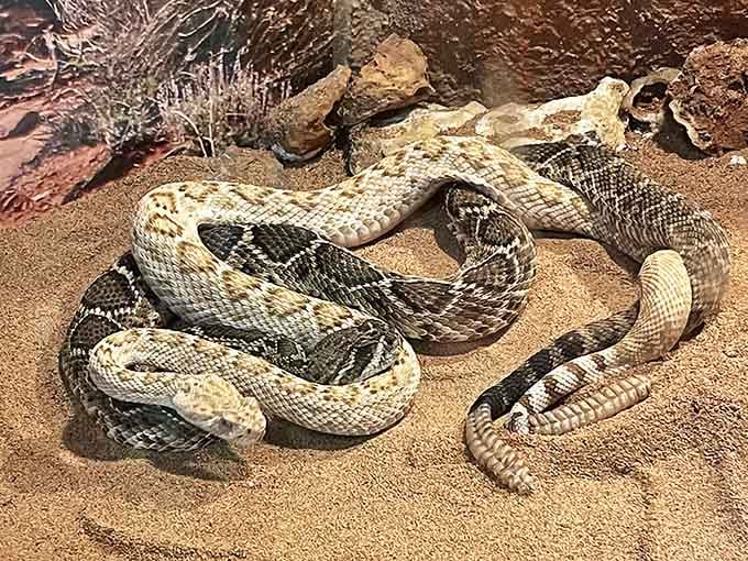 Reptile residents add an extra dimension of fascination for visitors who appreciate creatures of all kinds and scales.