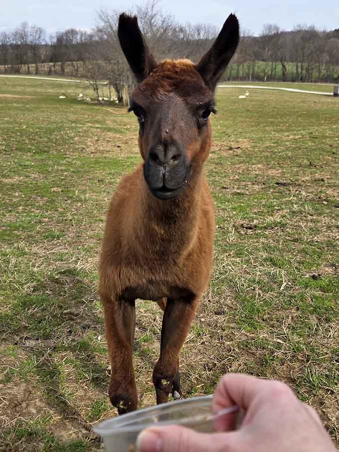 A llama or alpaca approaches with treats on its mind and that characteristic expression of polite but firm expectation.