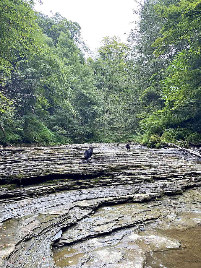 Yes, you can bring your furry friends along to experience this natural wonder, because dogs deserve nice things too.