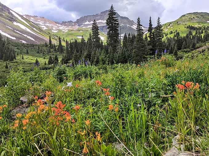 Orange paintbrush blooms steal the show against evergreen forests, proving nature's color palette never disappoints.