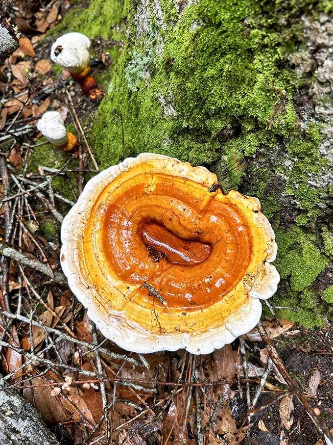 That golden-orange shelf fungus looks like nature's own piece of abstract art on moss-covered bark.