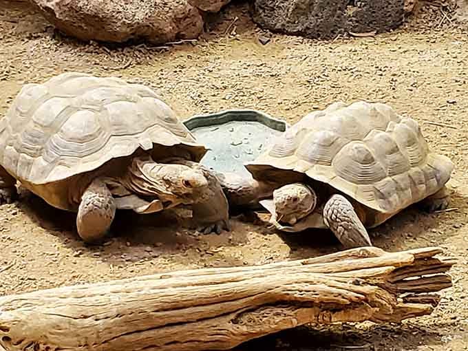 These shelled slowpokes prove that racing through life isn't always the best strategy for happiness.