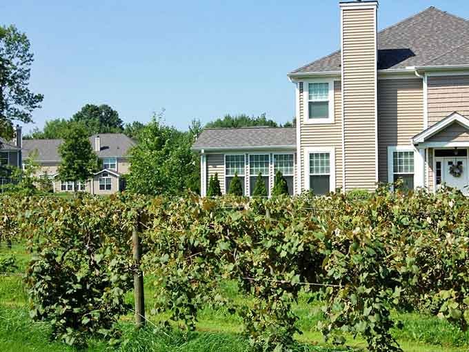 Suburban homes nestle among vineyard rows, creating an unexpected blend of country charm and comfortable modern living.