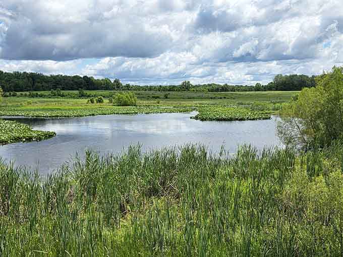 This tranquil wetland scene looks like something Bob Ross would paint during a particularly peaceful episode of his show.