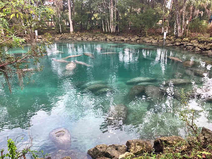 Manatees gather in crystal-clear spring water like gentle submarines, their massive bodies gliding gracefully through their winter refuge.