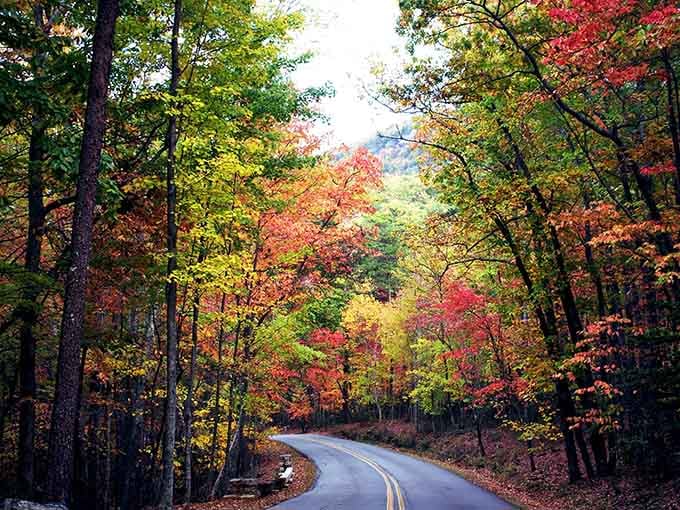 When autumn decides to show off, it paints every curve with colors that make your heart skip a beat.