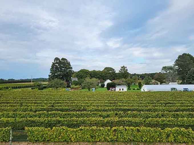 Lush green vines blanket the countryside like a patchwork quilt stitched together by patient hands.