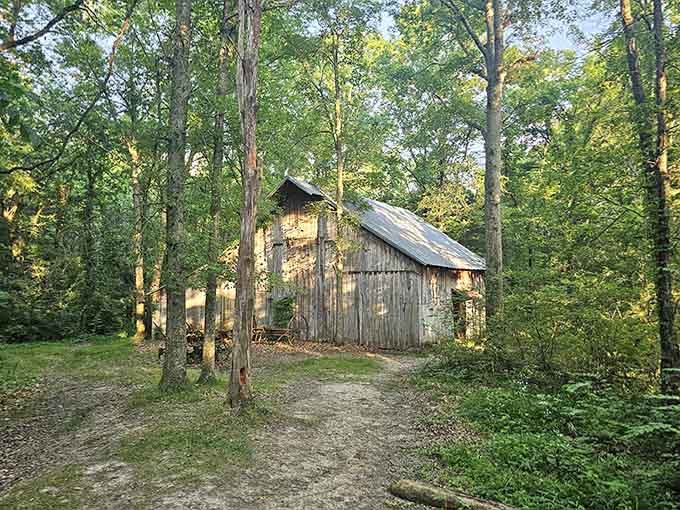 Golden hour kisses this weathered barn nestled among trees, creating a scene worthy of any country calendar's cover photo.